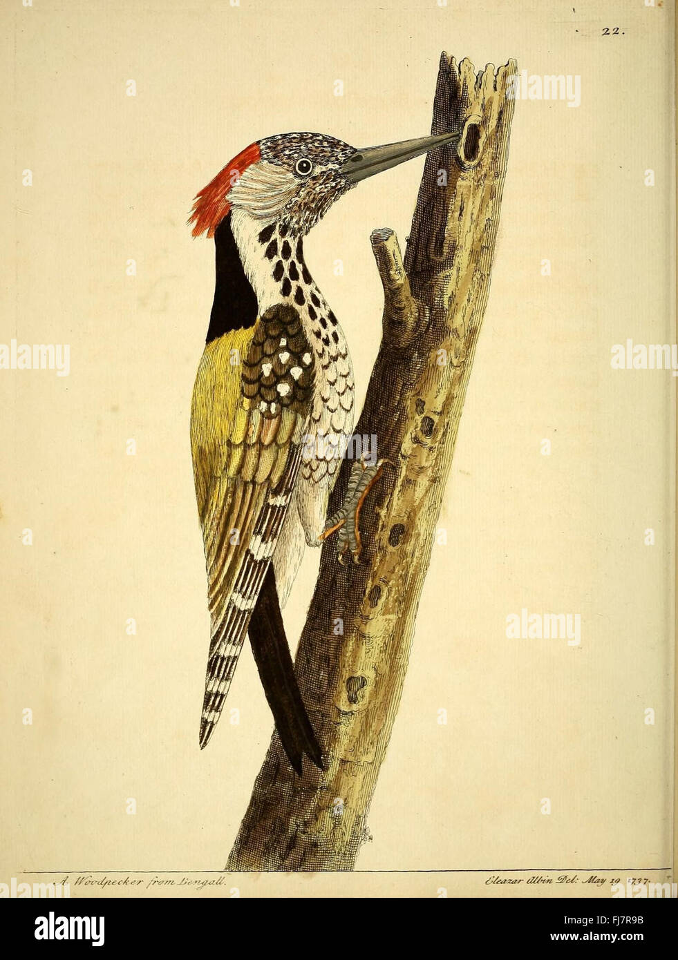 An early work on the natural history of birds, covering various species ...