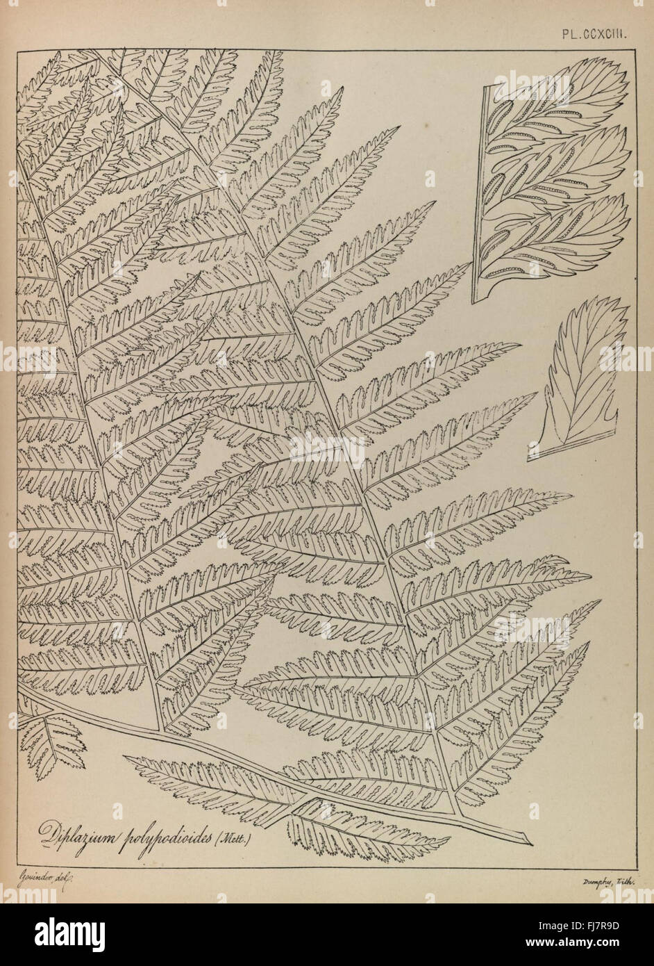 An illustration from *The Ferns of British India*, depicting fern ...