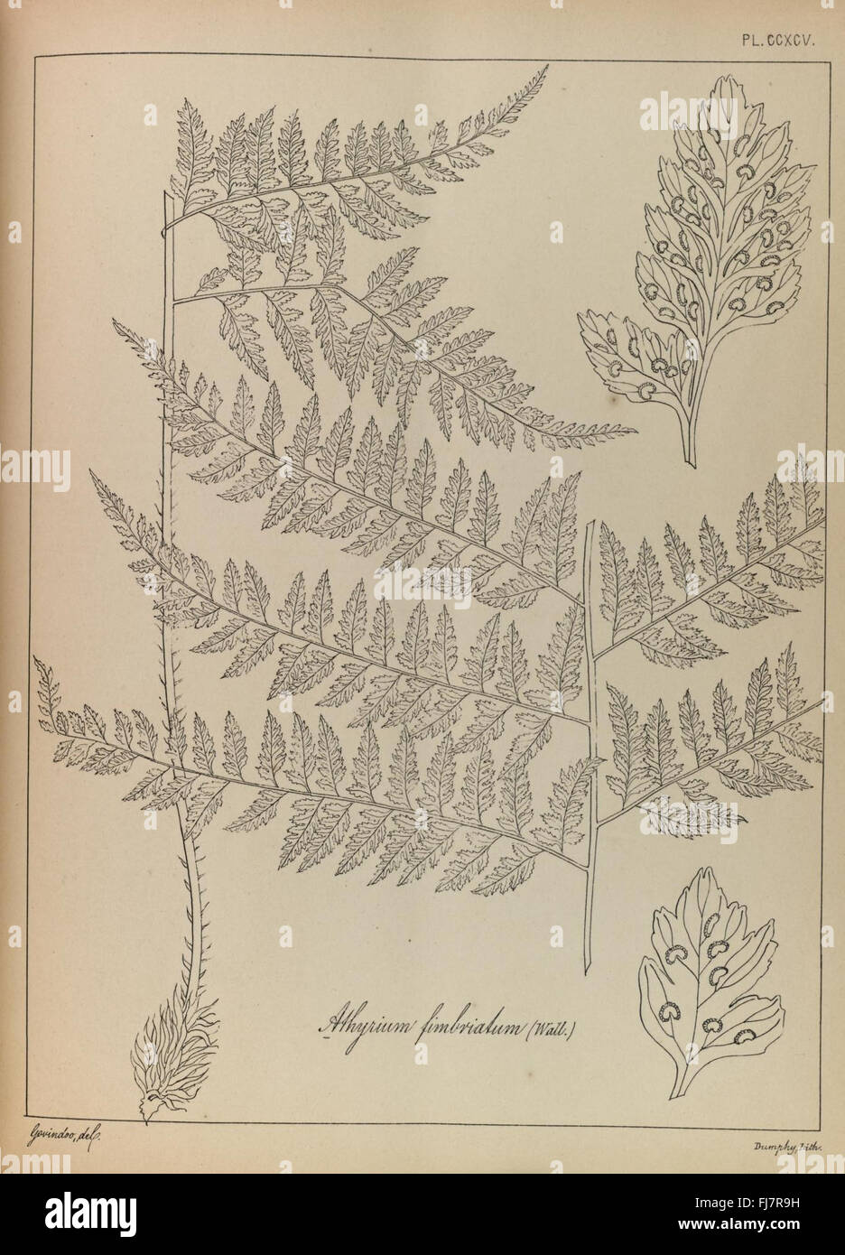 An illustrated work detailing the ferns of British India, focusing on ...