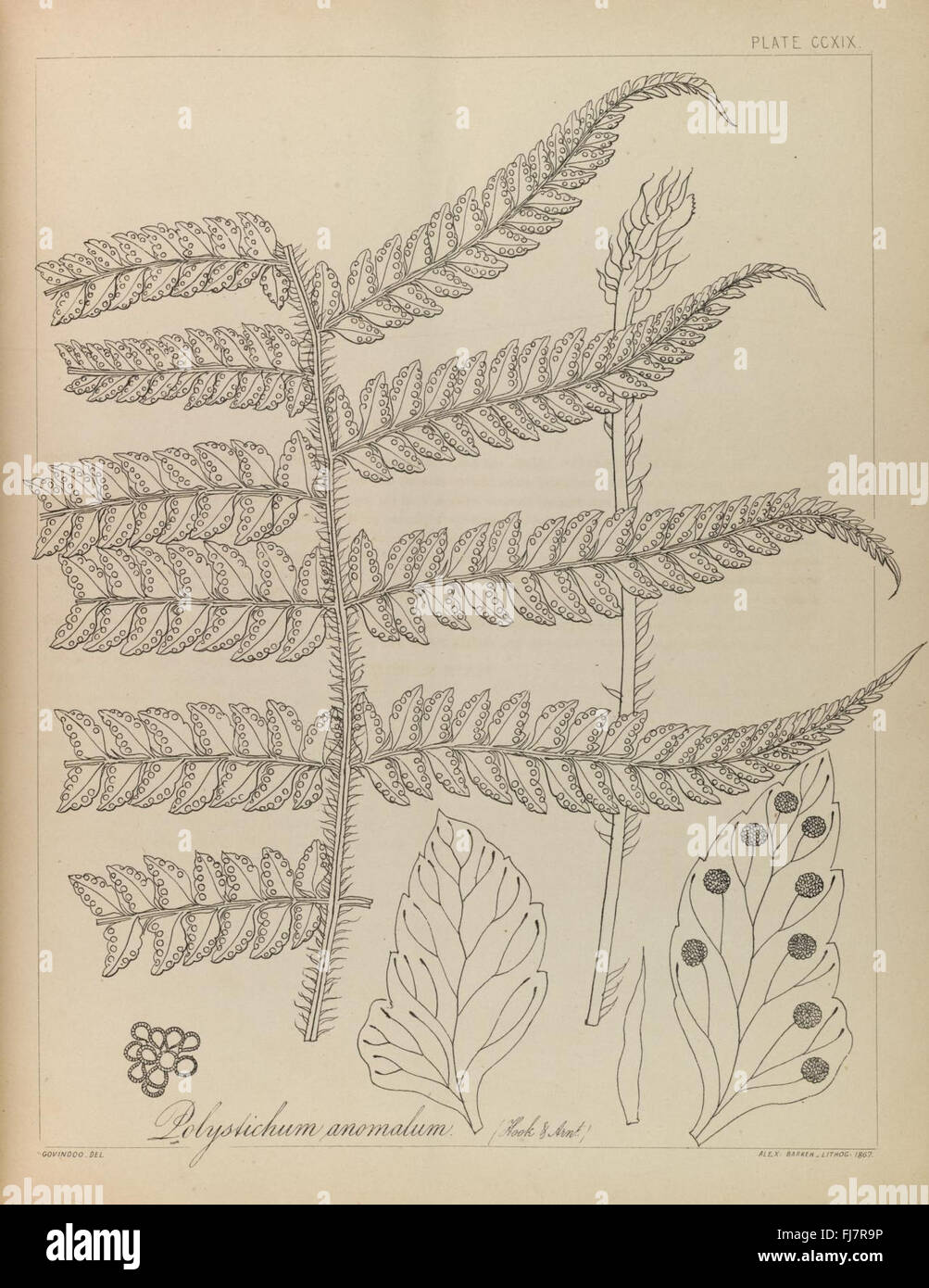 Illustration of ferns found in British India, highlighting species from ...