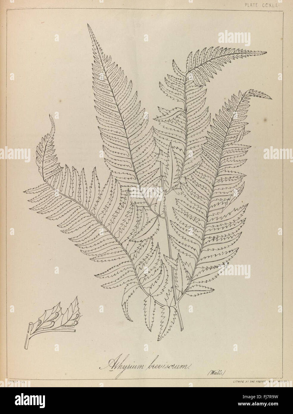 An illustration from 'The Ferns of British India', showcasing fern ...