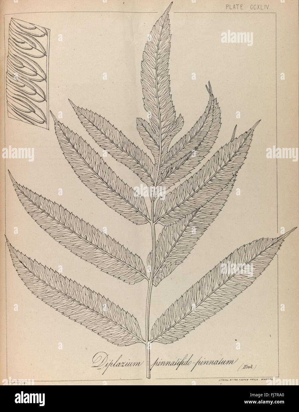 An additional volume in the series on the ferns of British India ...