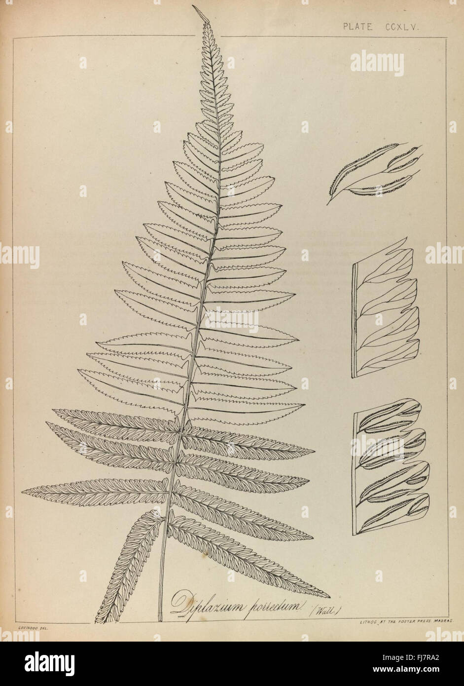 The Ferns of British India (Plate CCXLV Stock Photo - Alamy