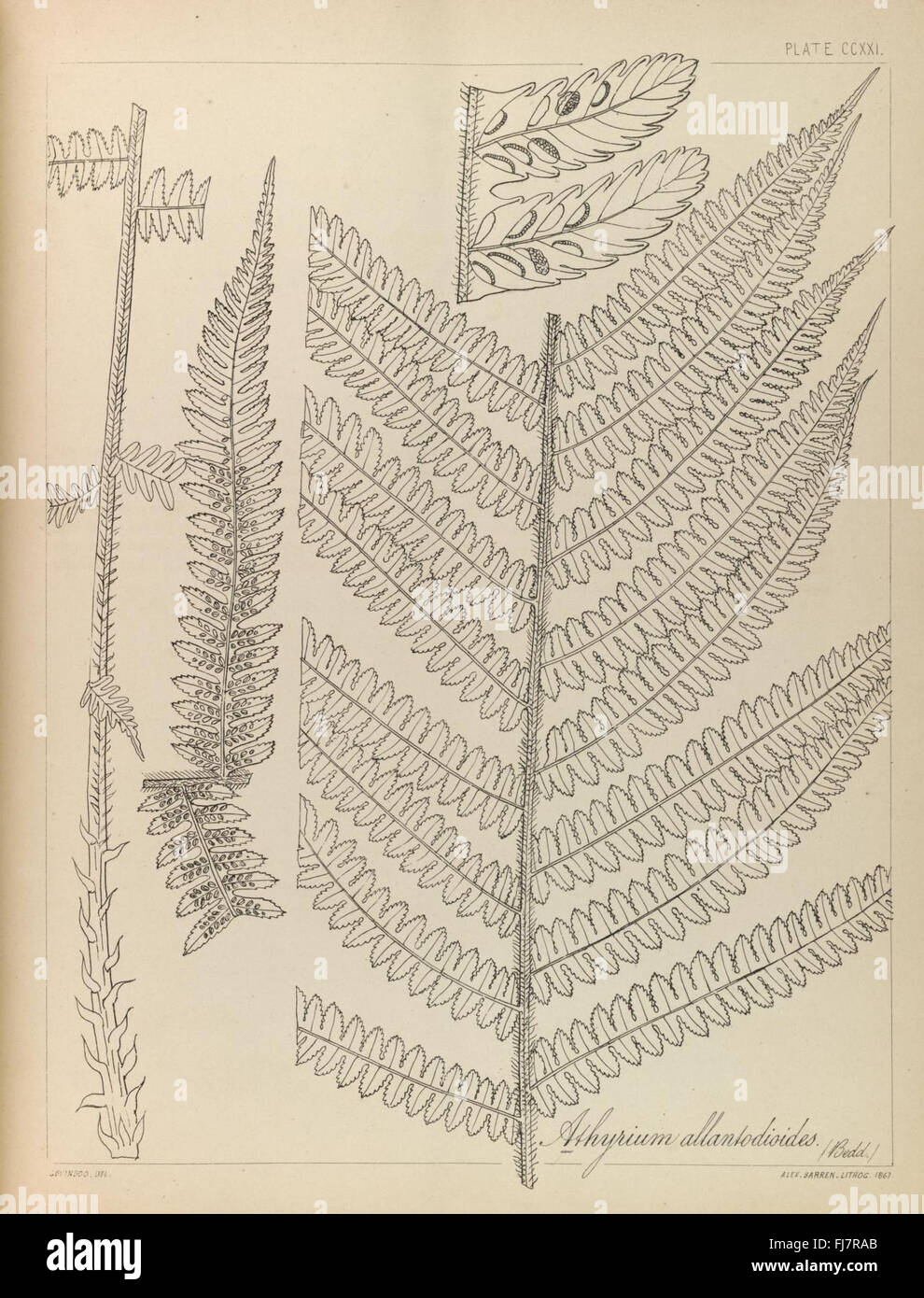 An illustration from 'The ferns of British India', showcasing a variety ...