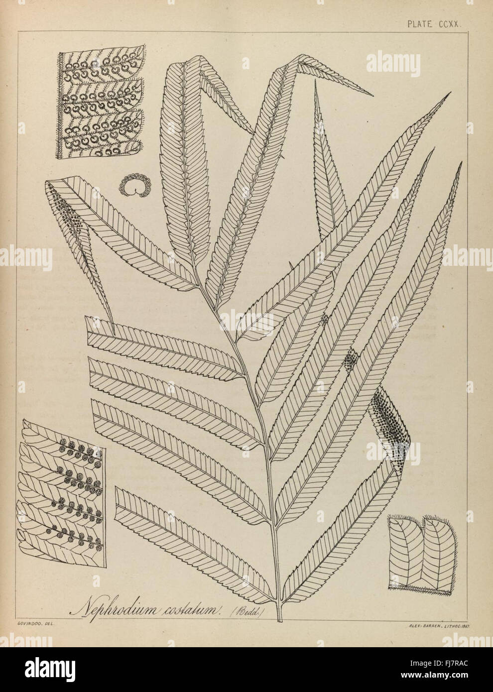 India, Missouri Botanical Garden, Peter H. Raven Library, Pteridophyta ...