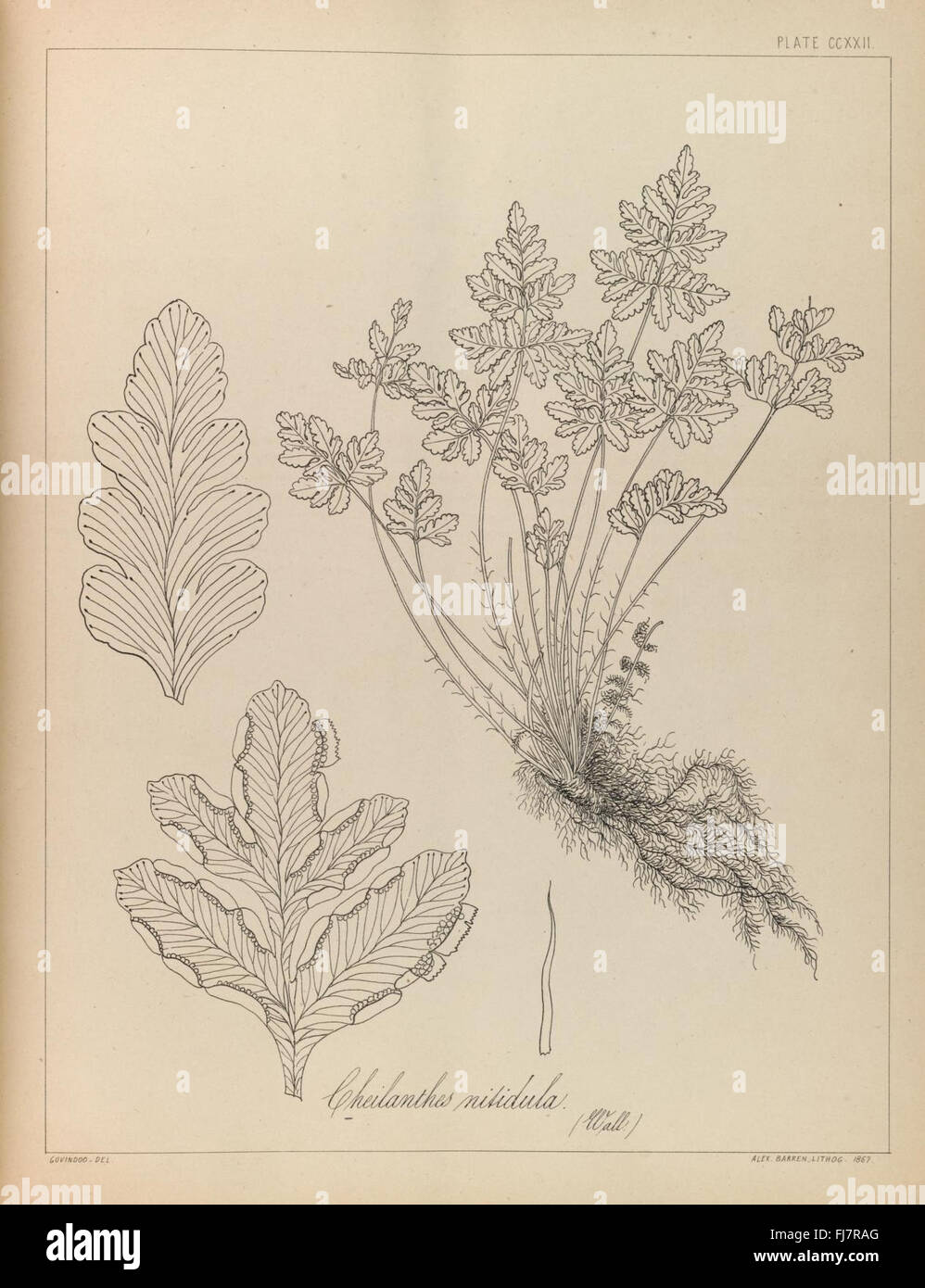 An illustration from 'The Ferns of British India,' focusing on the ...