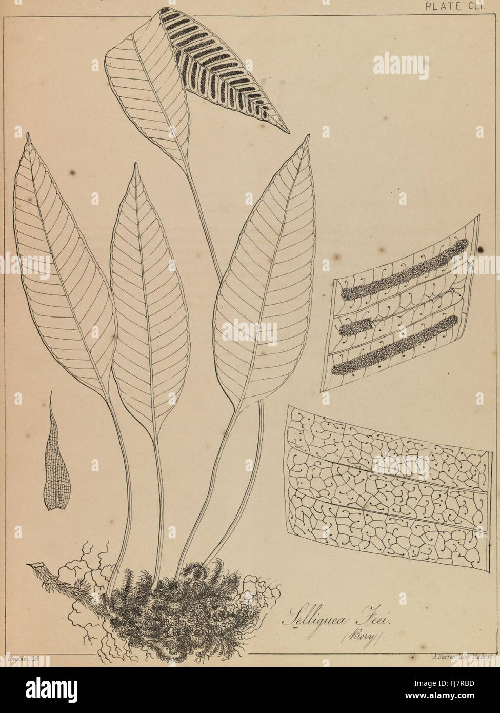 Detailed study of various species of ferns hi-res stock photography and ...