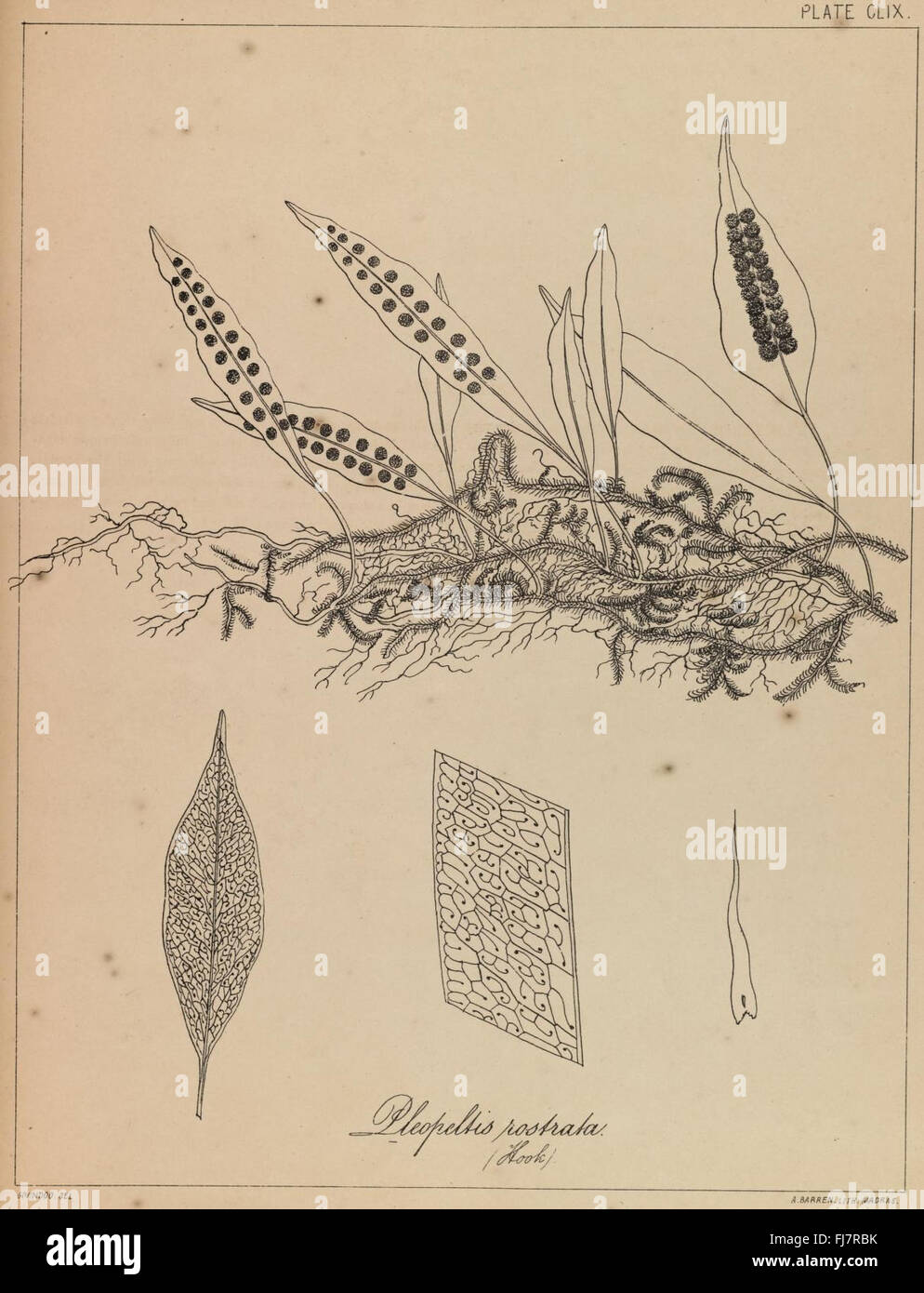The ferns of British India, part of the Missouri Botanical Garden ...