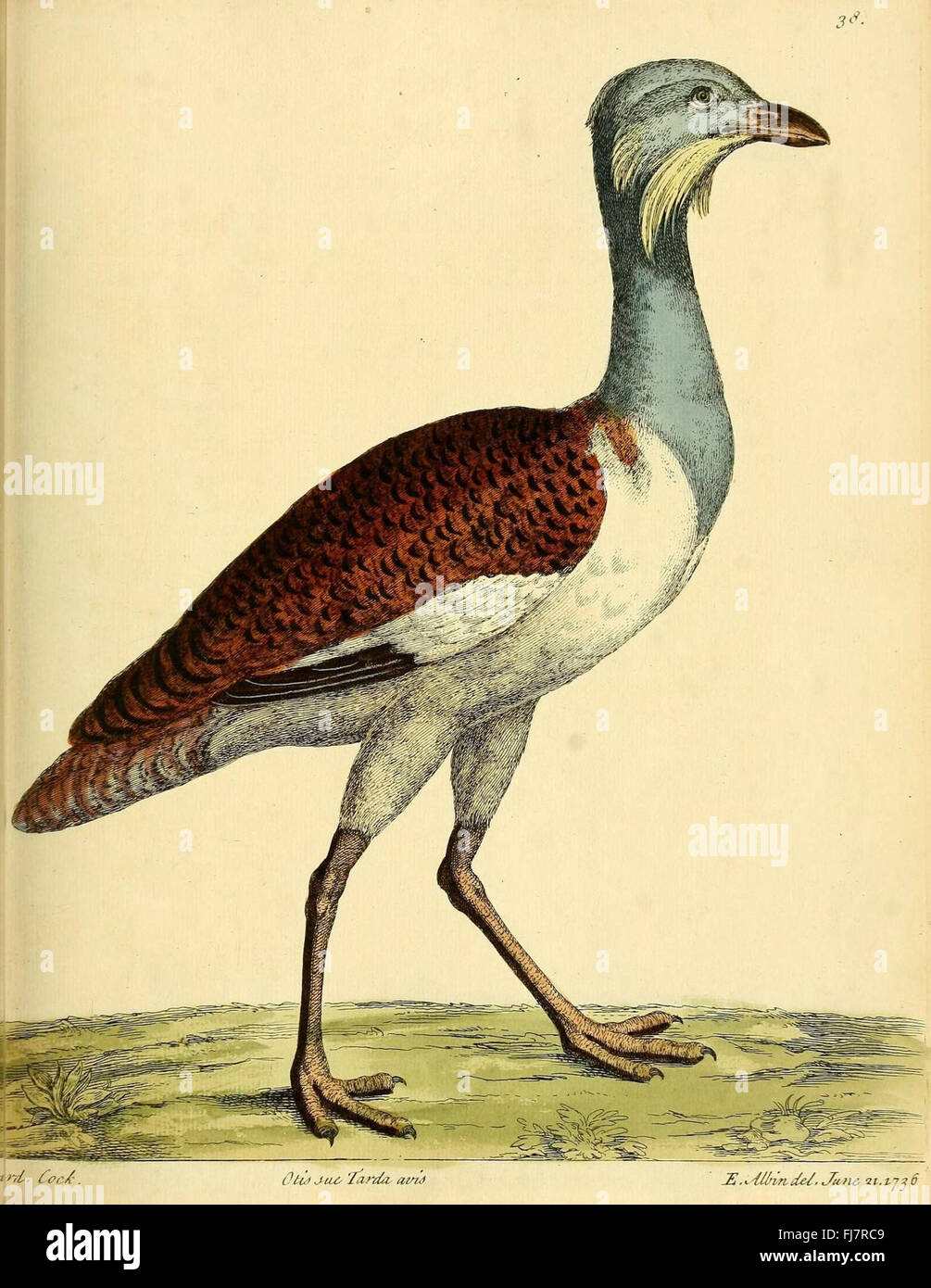 Ornithology texts hi-res stock photography and images - Alamy