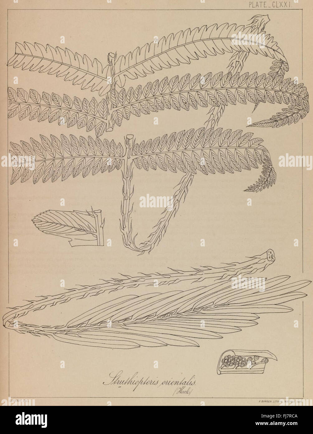 The ferns of British India (PLATE CLXXI), India Missouri Botanical ...