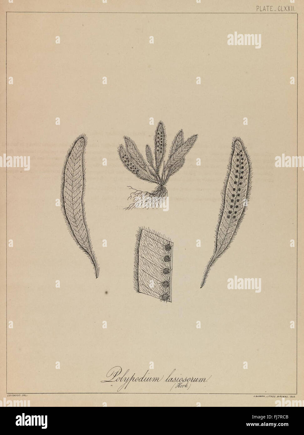 Ferns of British India, pteridophytes, Missouri Botanical Garden, Peter ...