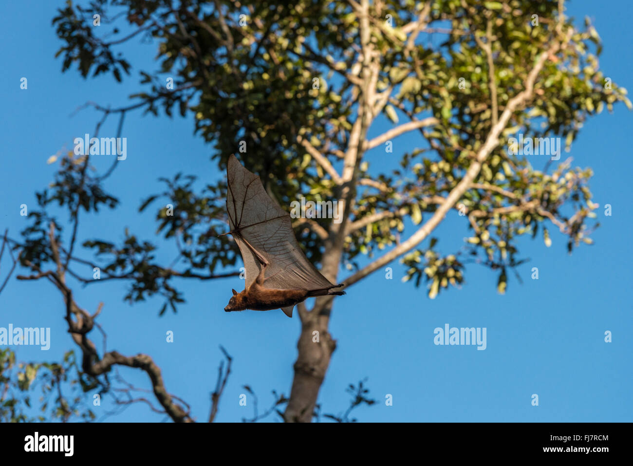 Little Red flying fox in flight. The little red flying fox (Pteropus ...