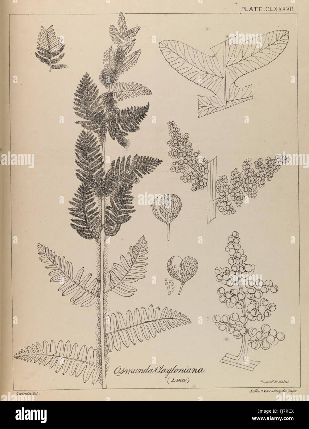 This study focuses on the fern species of British India, with detailed ...