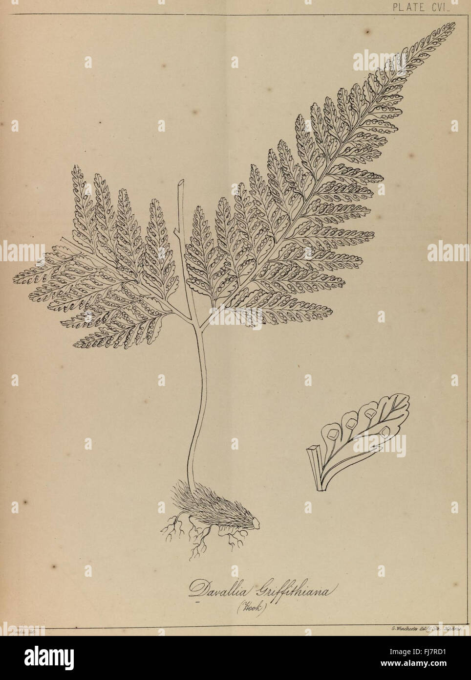 India, Missouri Botanical Garden, Peter H. Raven Library, Pteridophyta ...