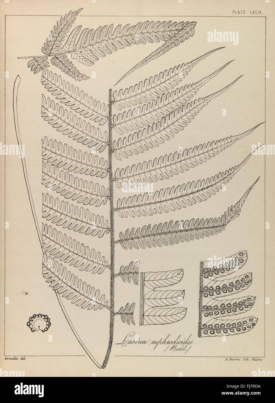 A botanical study of the ferns found in British India, including ...