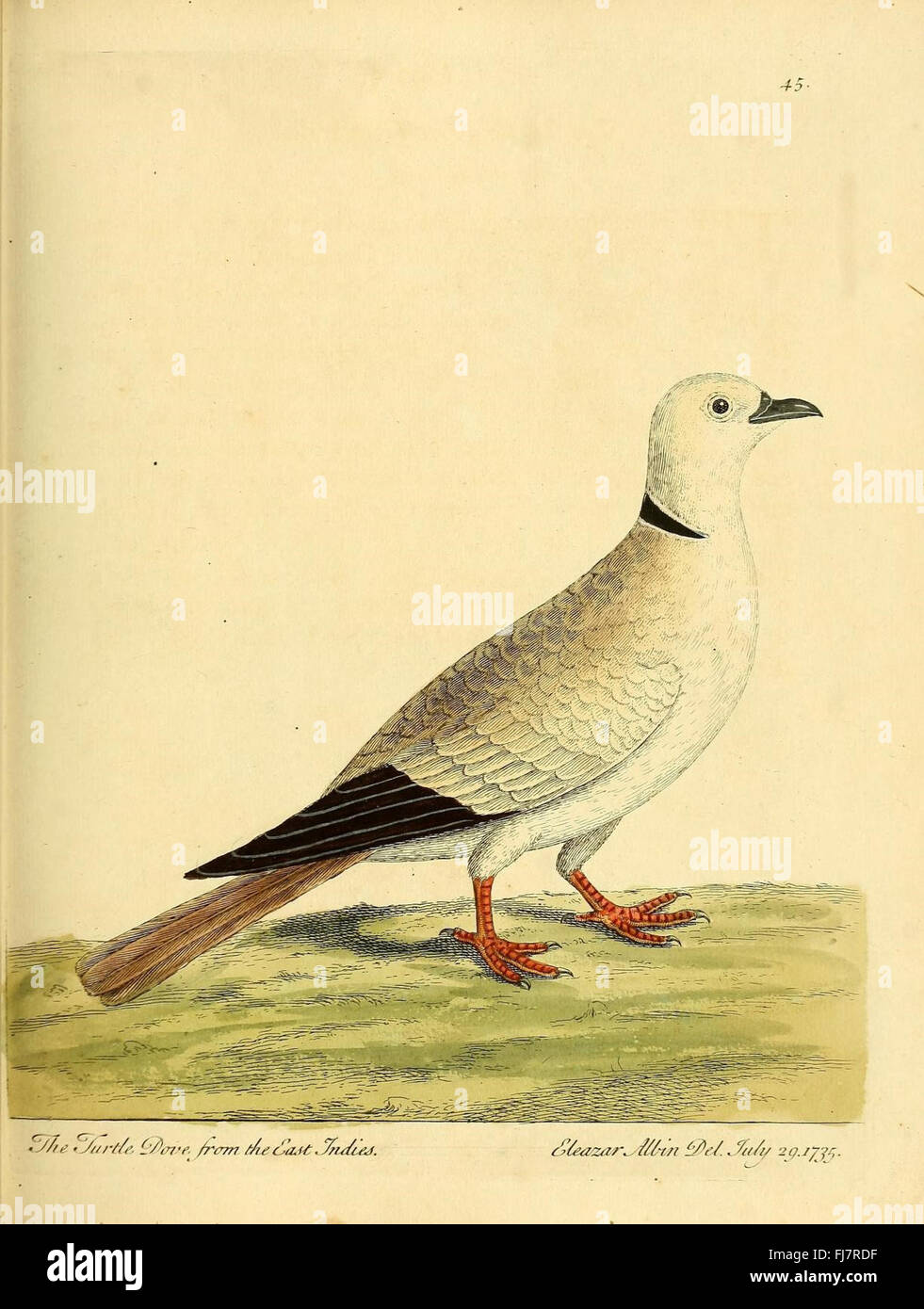 A natural history of birds - A comprehensive early work on the study ...