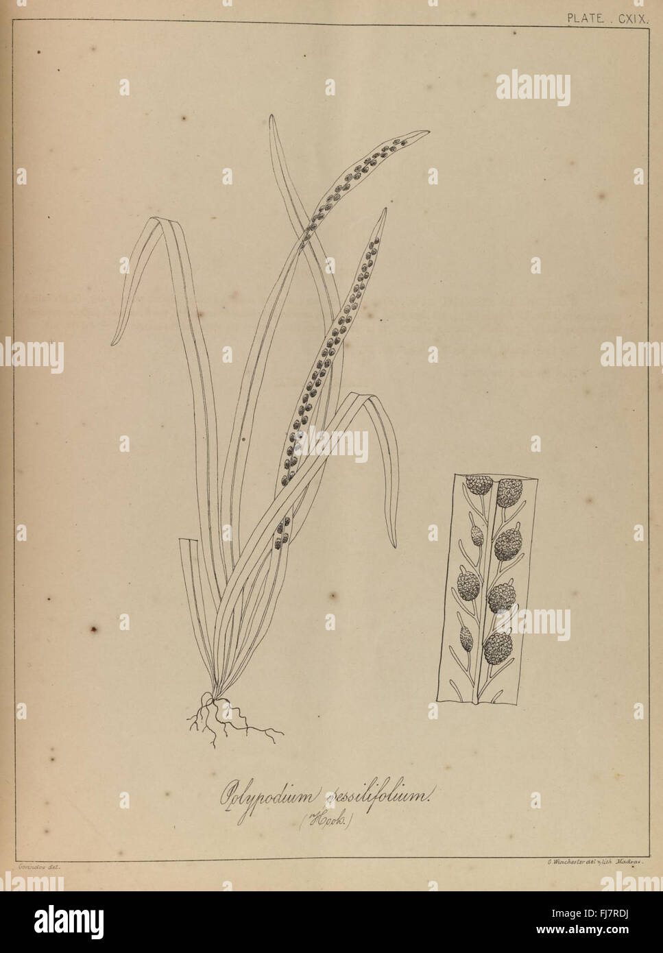 Ferns of the subcontinent hi-res stock photography and images - Alamy