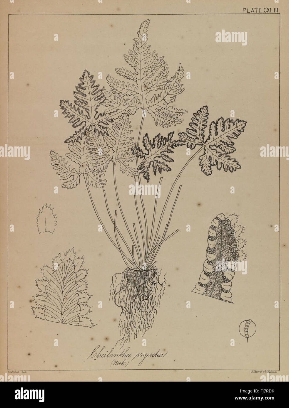 A botanical study of ferns in British India, focusing on various ...