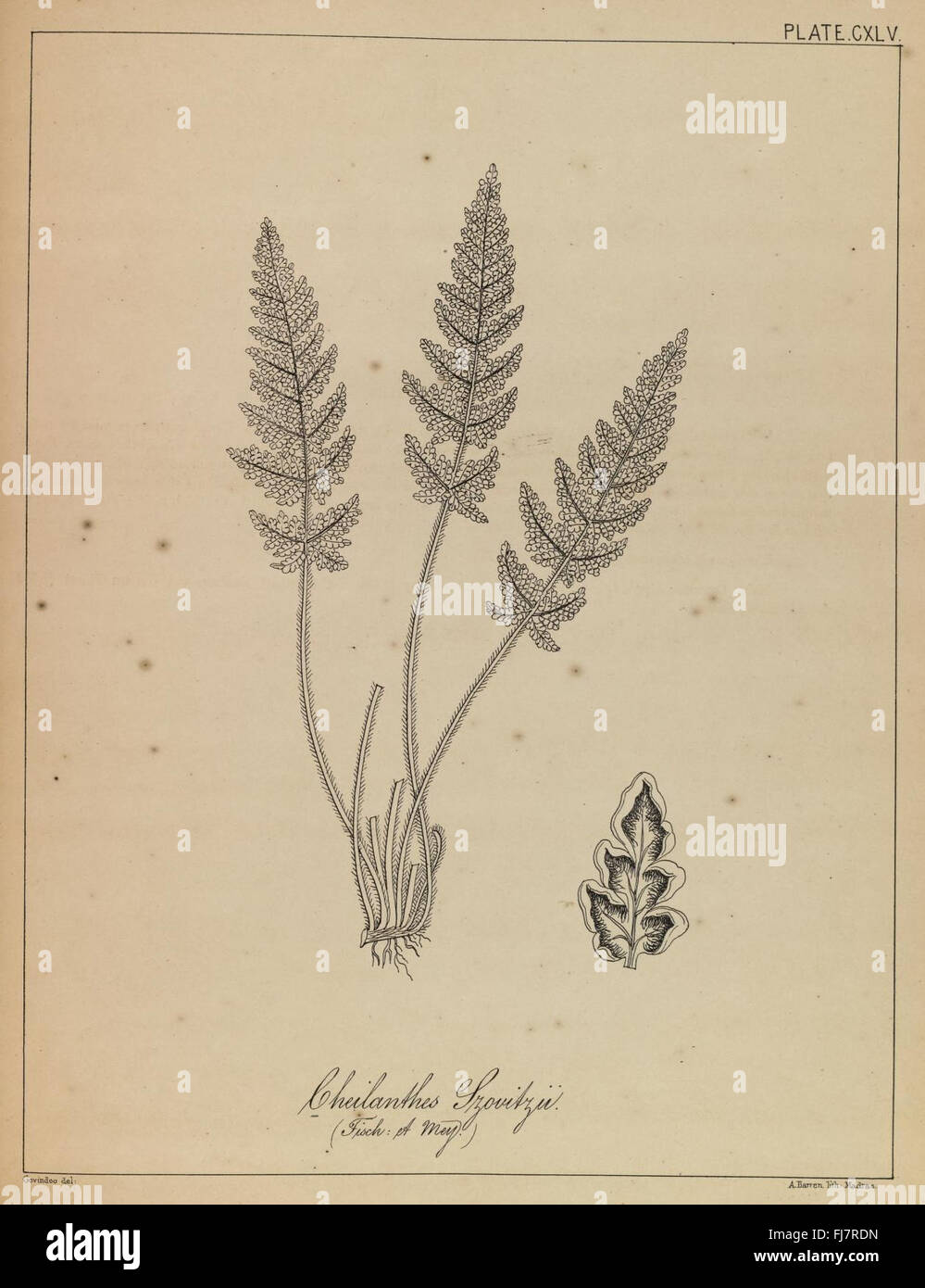 Botanical study on ferns in British India, detailing species ...