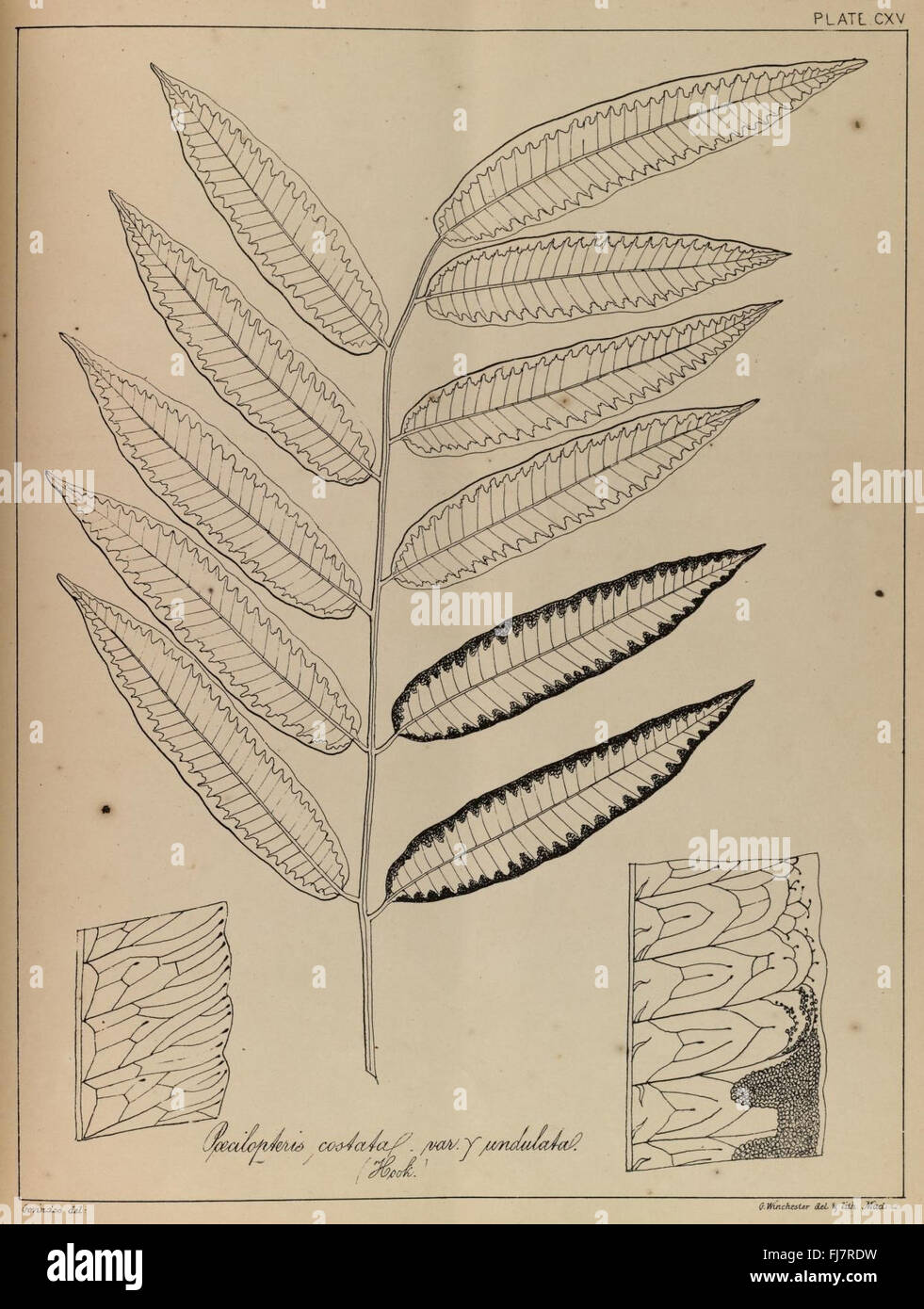 The Ferns of British India, a detailed study of fern species in India ...