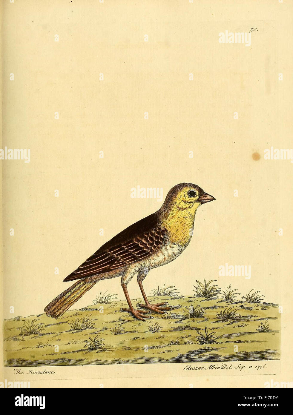 An early work on the natural history of birds, focusing on the behavior ...