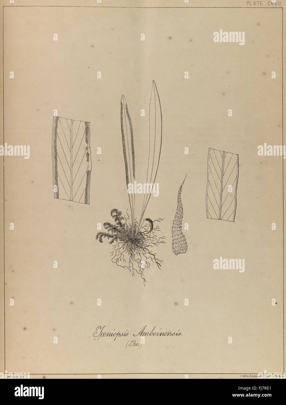 The ferns of British India (PLATE CXVII), India Missouri Botanical ...