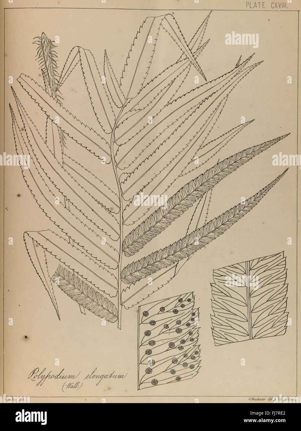 India, ferns, pteridophytes, botanical illustrations, Missouri ...