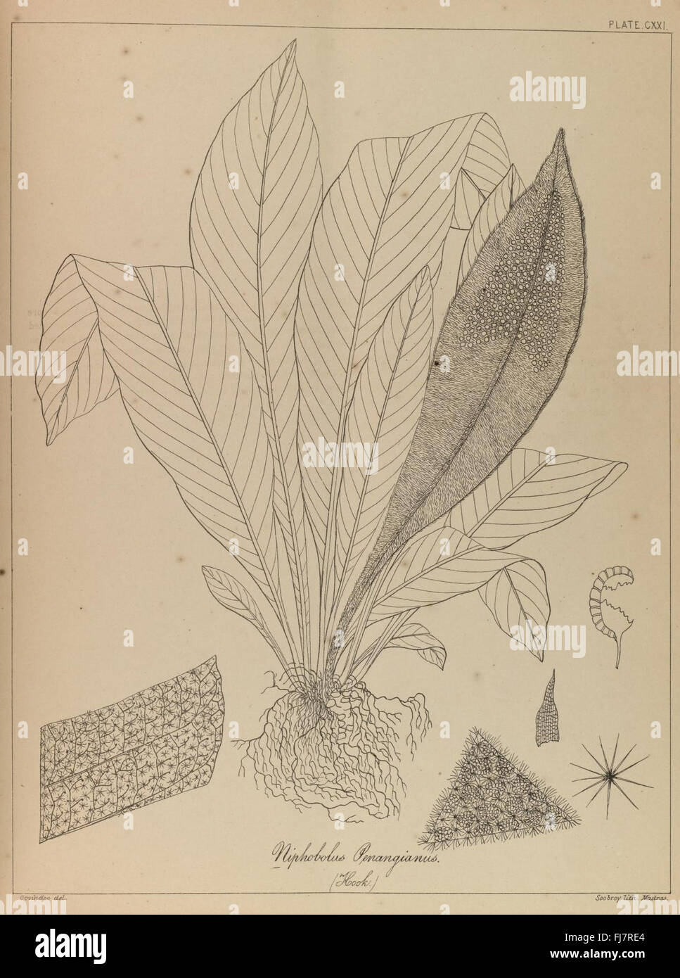 India, Missouri Botanical Garden, Peter H. Raven Library, Pteridophyta ...
