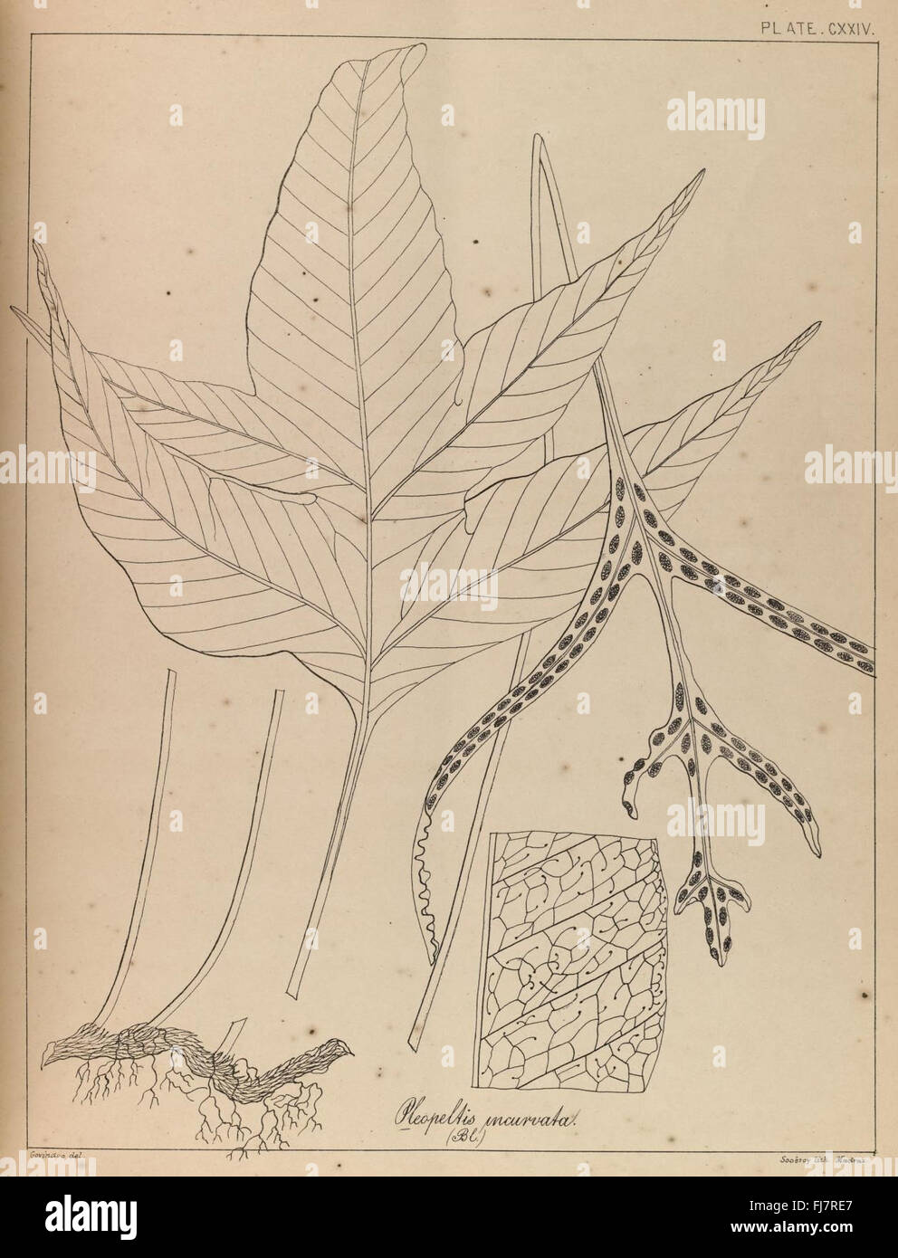 An illustrated study of fern species in British India, focusing on ...