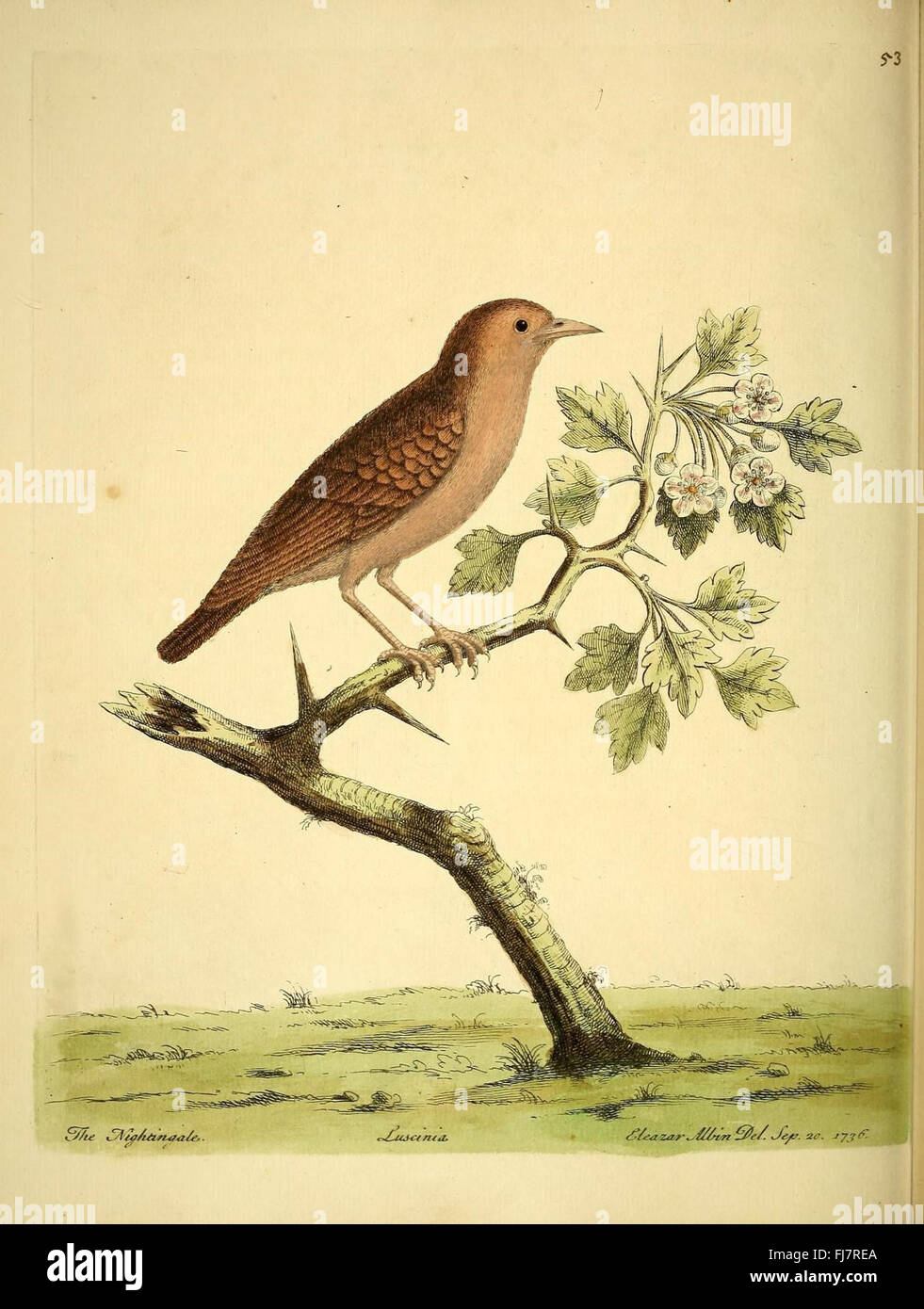 A Natural History of Birds, Early works to 1800, Smithsonian Libraries ...