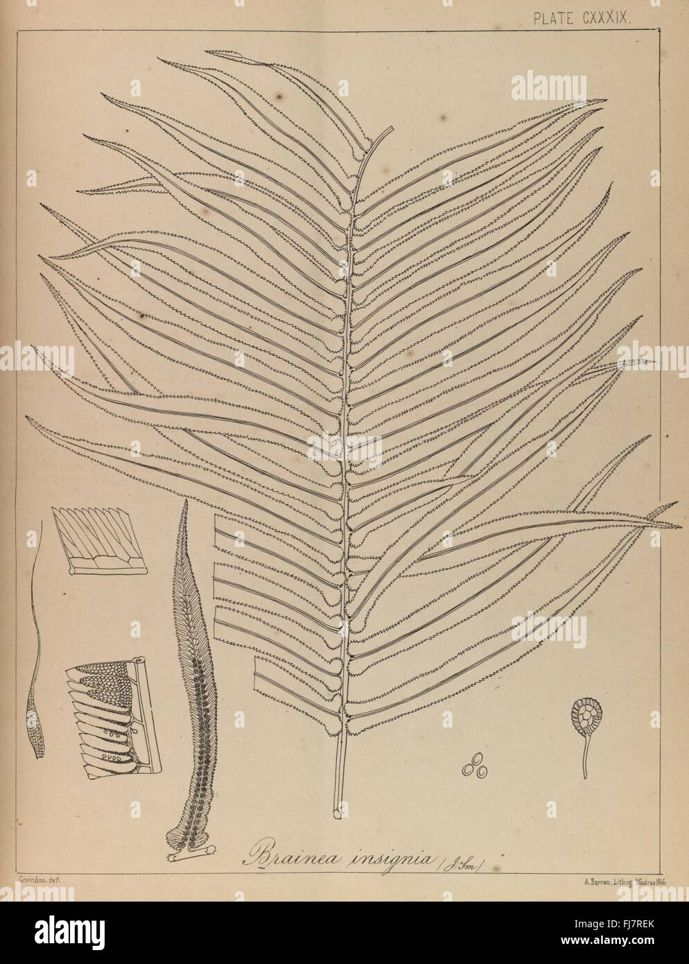 The ferns of British India, Plate CXXXIX, showcasing detailed ...