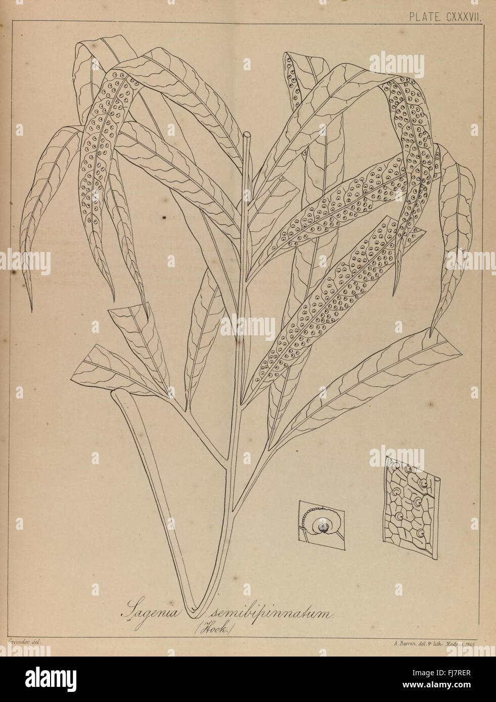 Illustration of Ferns from British India presents a series of detailed ...