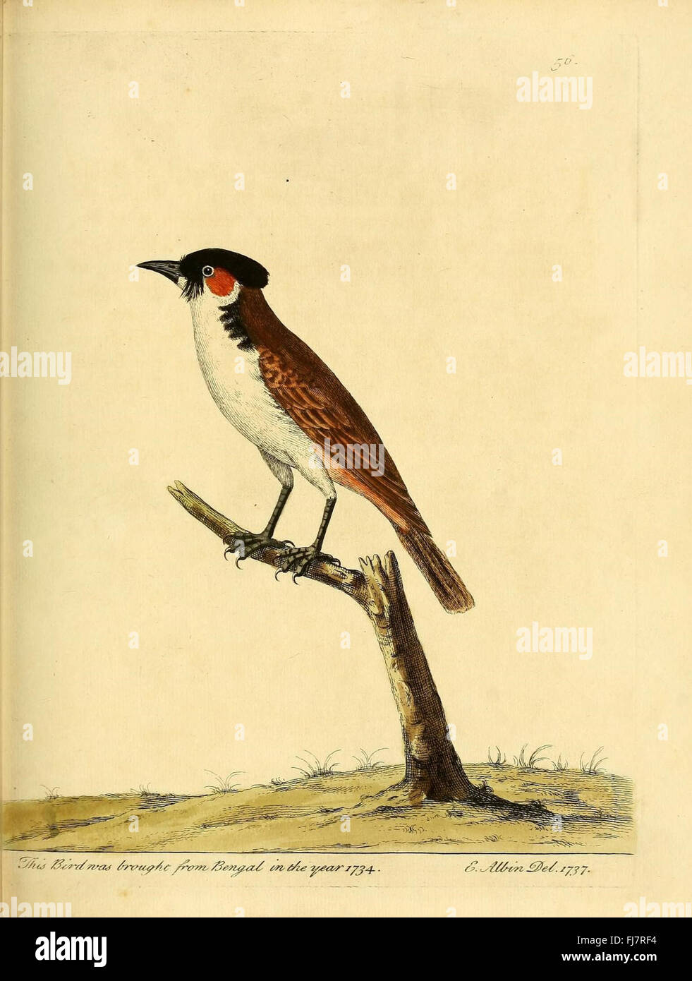 A natural history of birds, Birds, Early works to 1800, Pictorial works ...