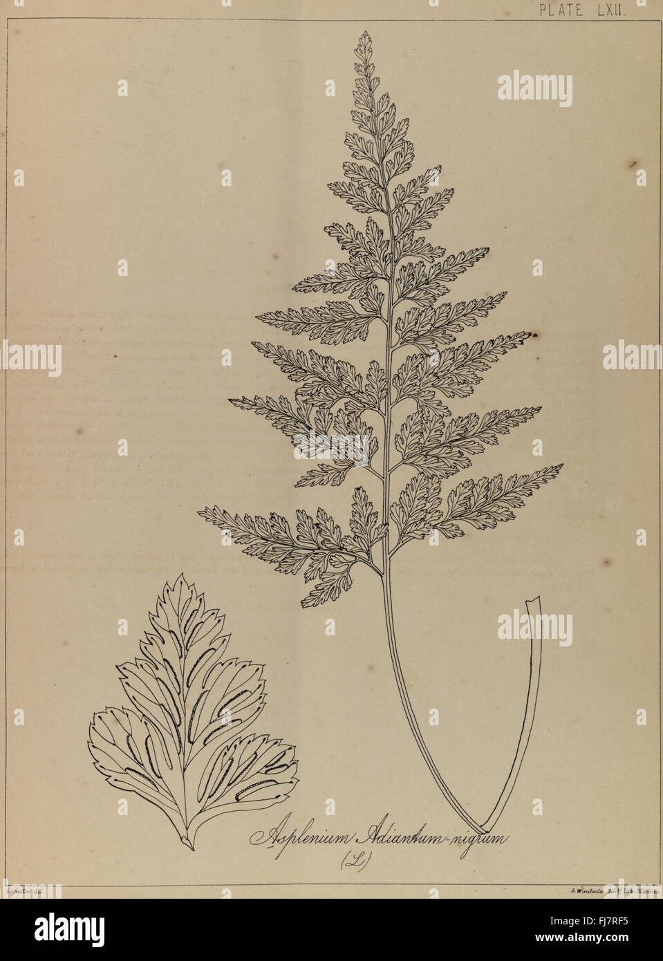 A detailed plate showing ferns native to British India, part of a ...