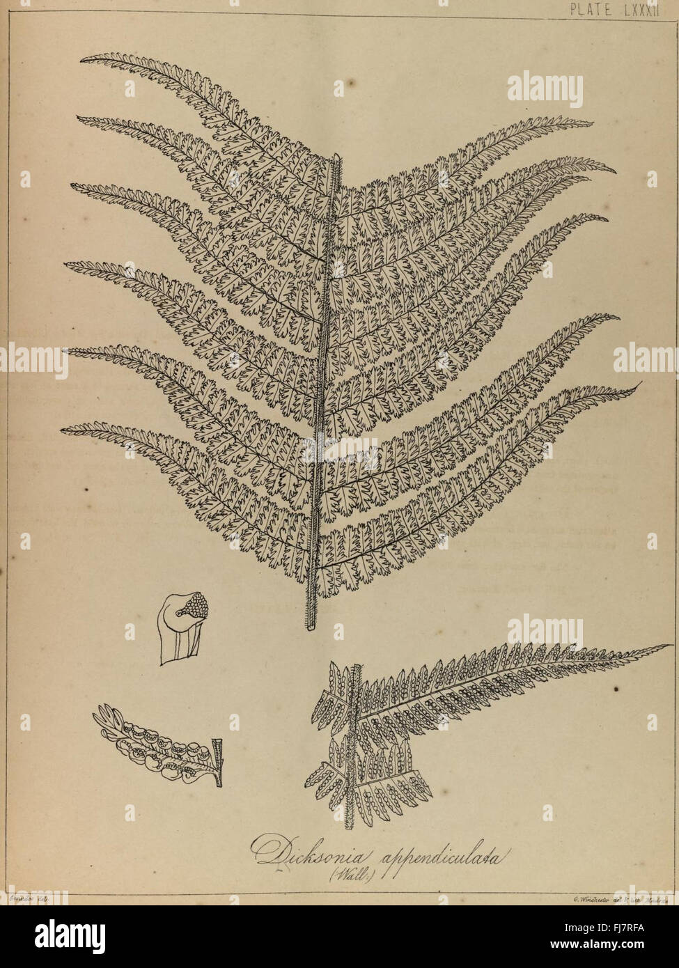 Indian pteridophyta hi-res stock photography and images - Alamy