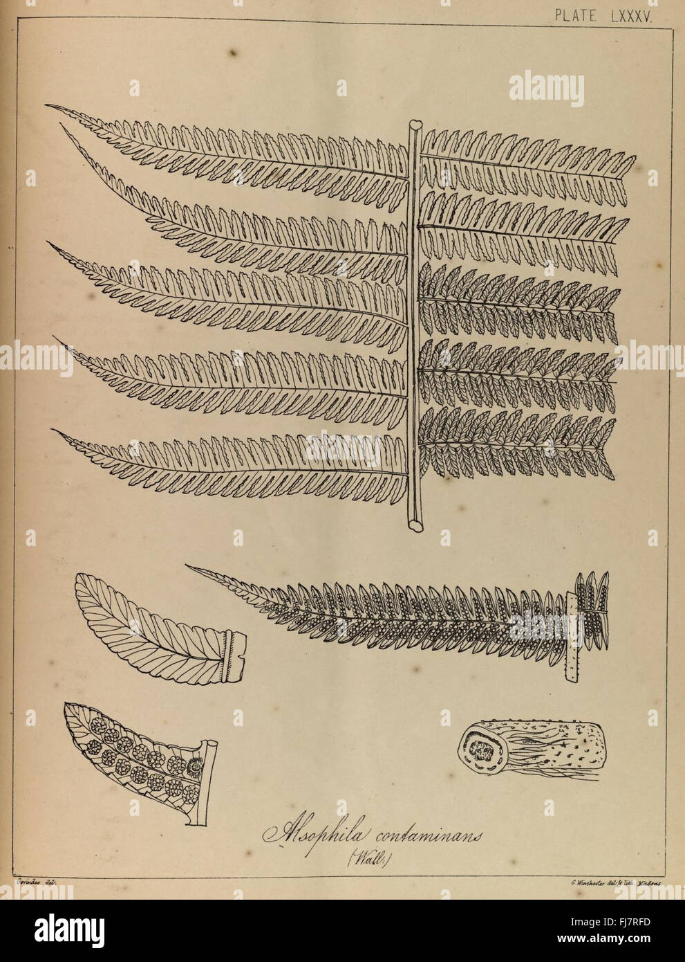 The ferns of British India (PLATE LXXXV) - A Botanical Study of Fern ...