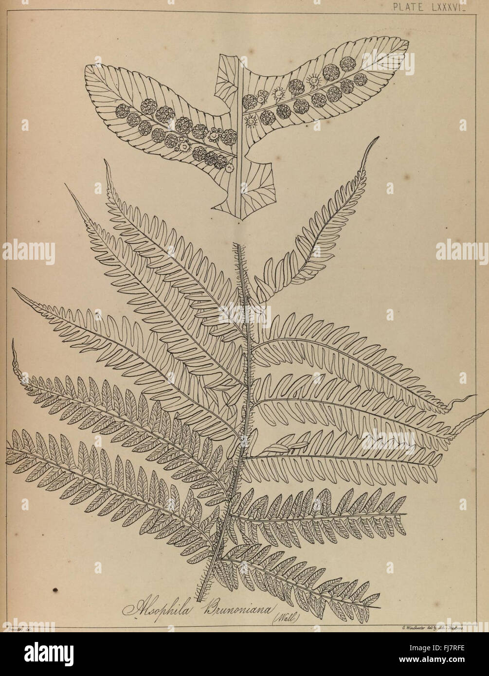 An illustrated guide to the ferns of British India, showcasing various ...