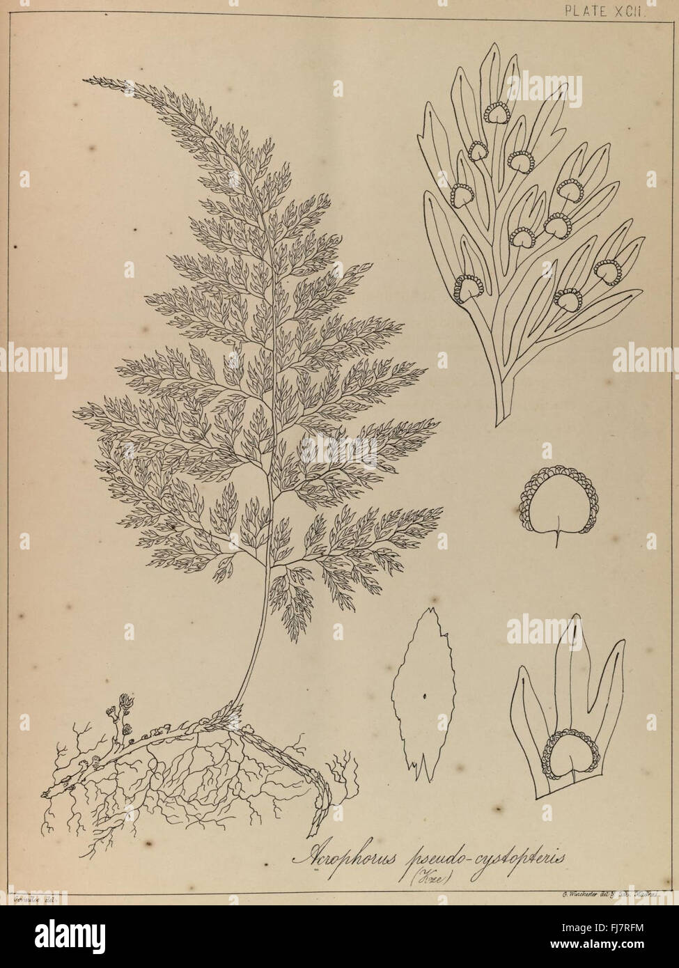 Fern species catalog hi-res stock photography and images - Alamy