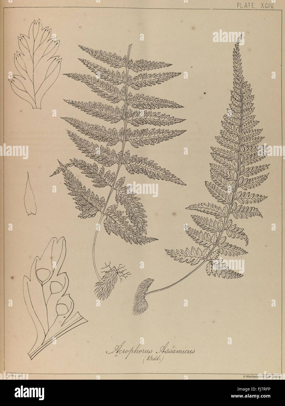 A botanical study of ferns native to British India, providing detailed ...