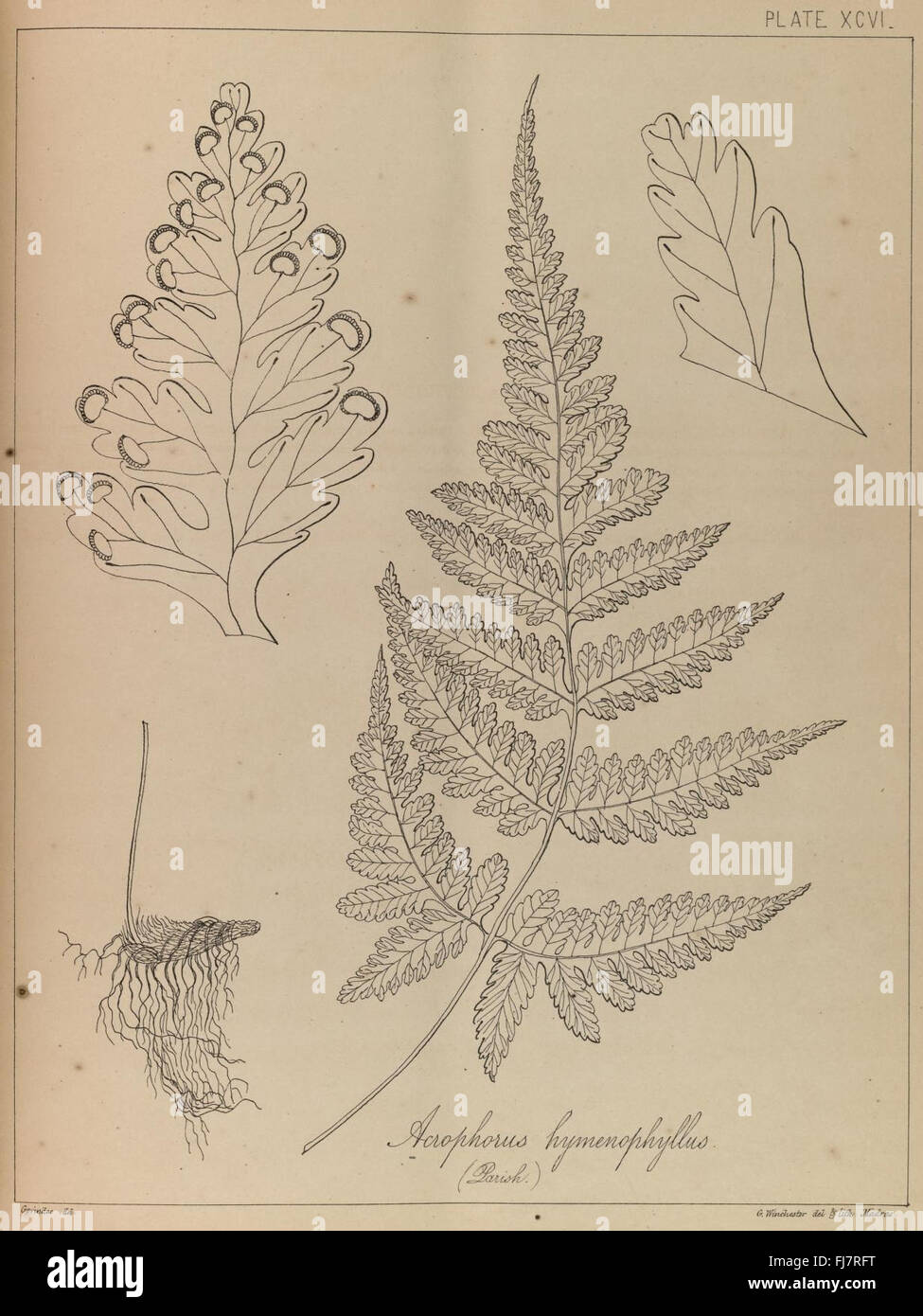 The ferns of British India (PLATE XCVI Stock Photo - Alamy