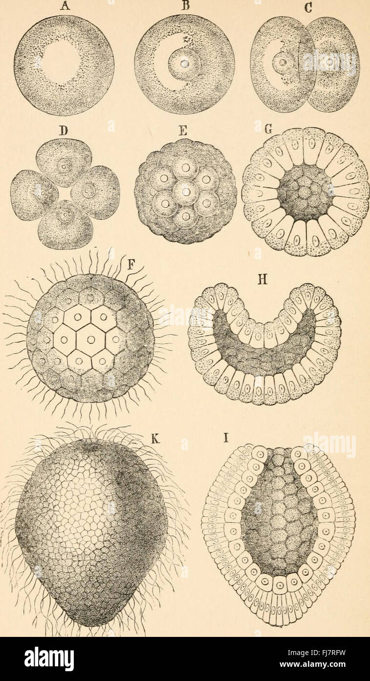 The First Principles of Heredity (1910) - A scientific study on the ...
