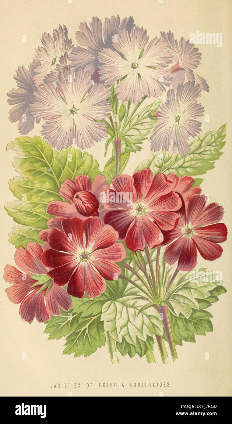 An illustrated guide to floriculture and flower gardening, showcasing ...