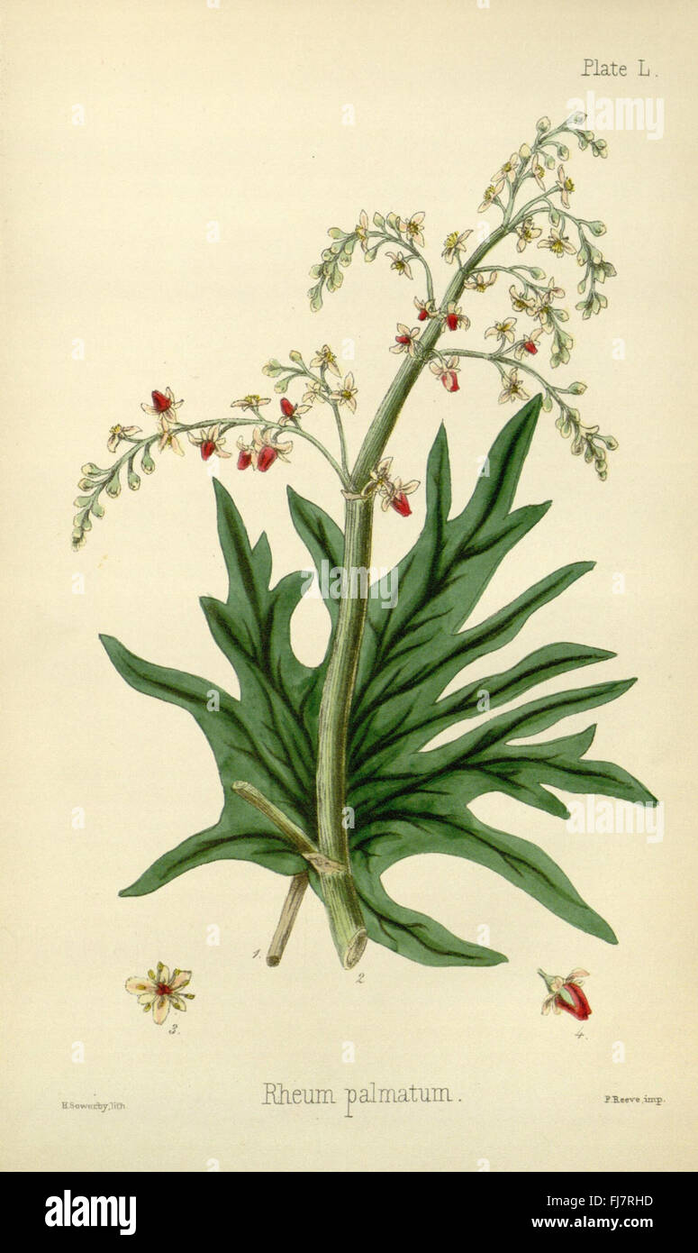 The Flora of Homeopathy, illustrating plants used in homeopathic ...