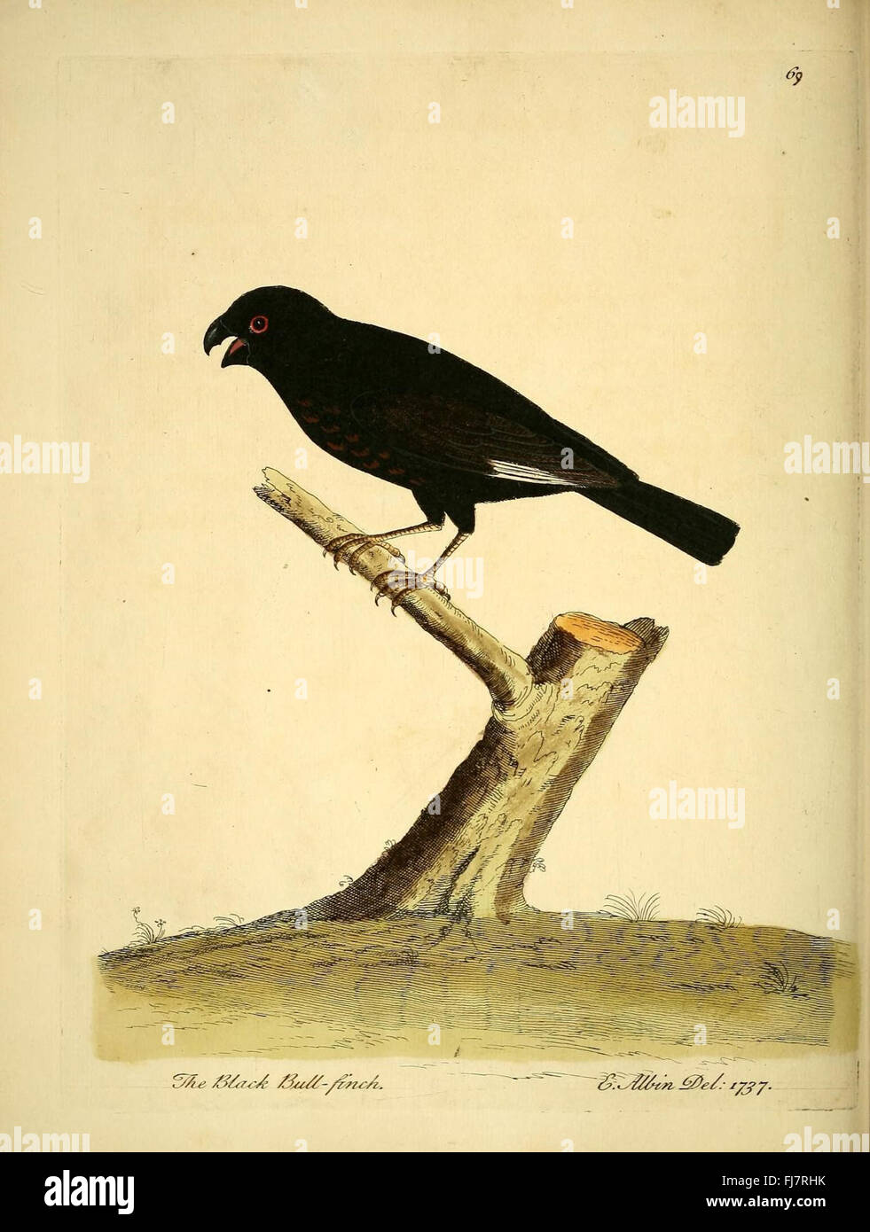 An early work on the natural history of birds, offering descriptions ...