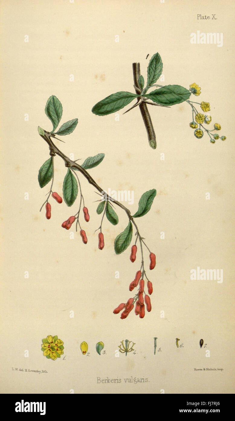 A botanical study of medicinal plants used in homeopathy and ...