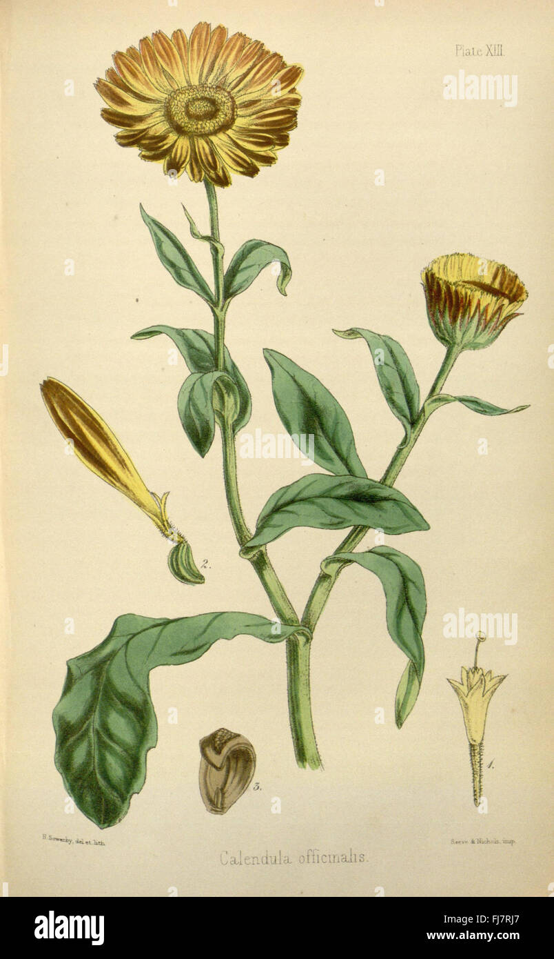 A botanical study focused on medicinal plants used in homeopathy Stock ...