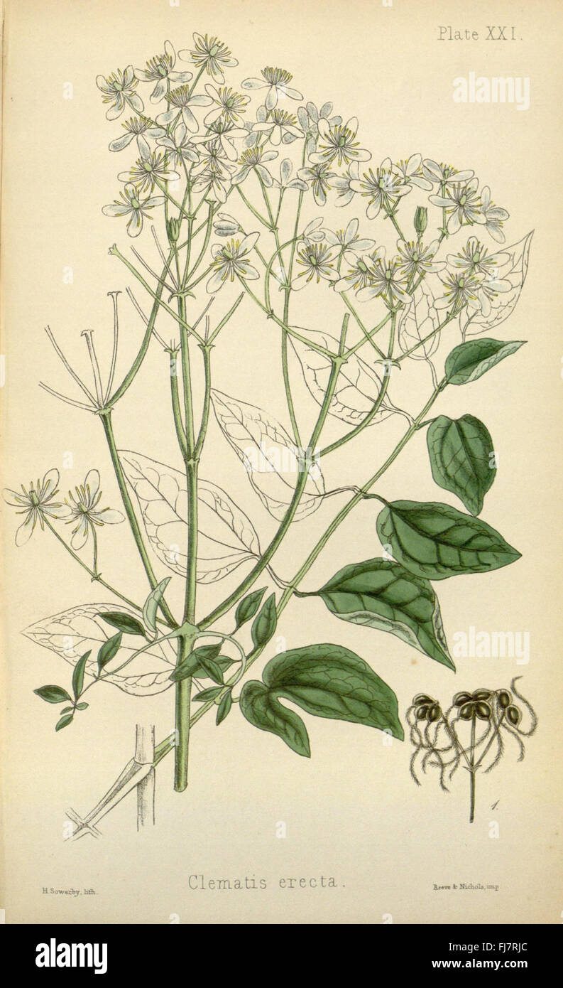 A botanical work that focuses on plants used in homeopathic medicine ...