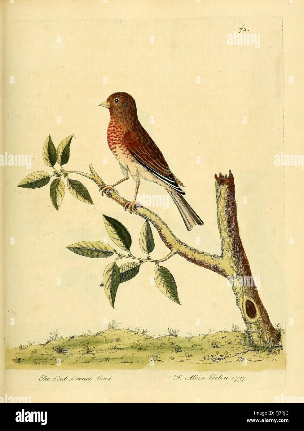 An 18th-century ornithological work depicting various bird species with ...