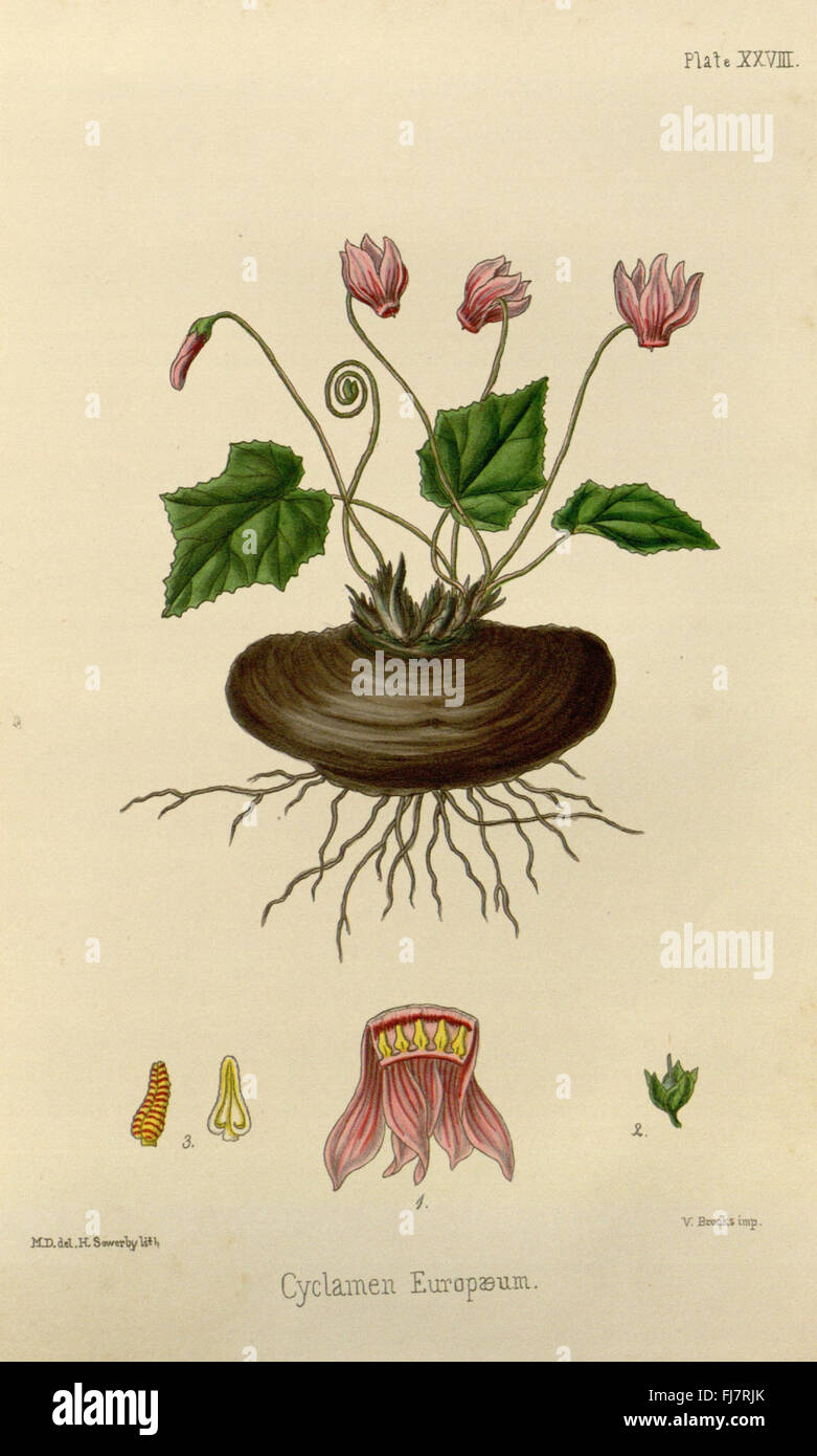 A botanical reference book detailing plants used in homeopathy and ...