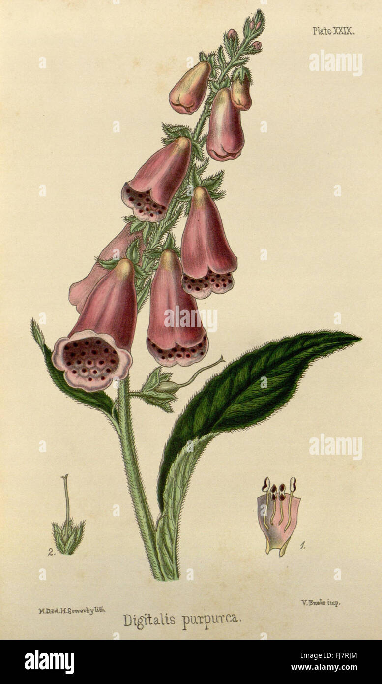 A botanical study focusing on plants used in homeopathy, detailing the ...